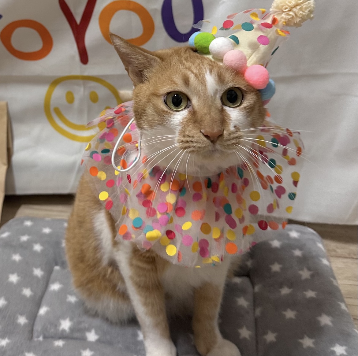 미블 : 블로그 체험단, 인스타그램 체험단